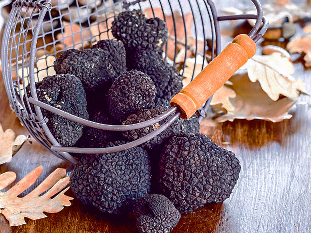 Truffe et gastronomie : Escapade gourmande dans le lot près de Cahors